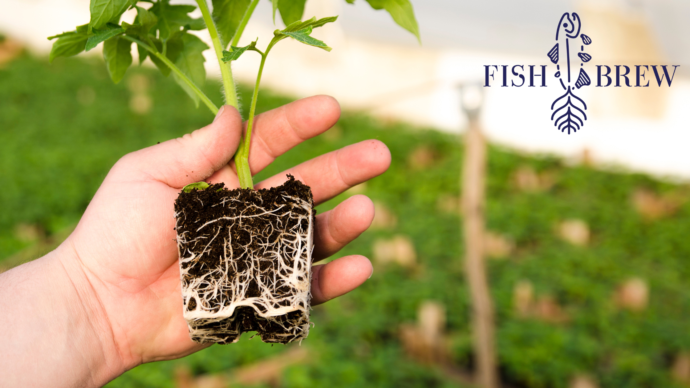 What Is Fish Brew Organic Fish Hydrolysate and How Does It Work?